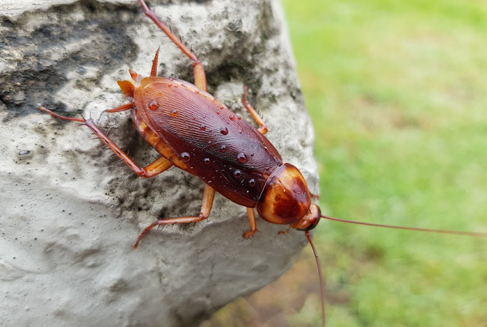 Periplaneta americana in hotel – Dimensione Pulito